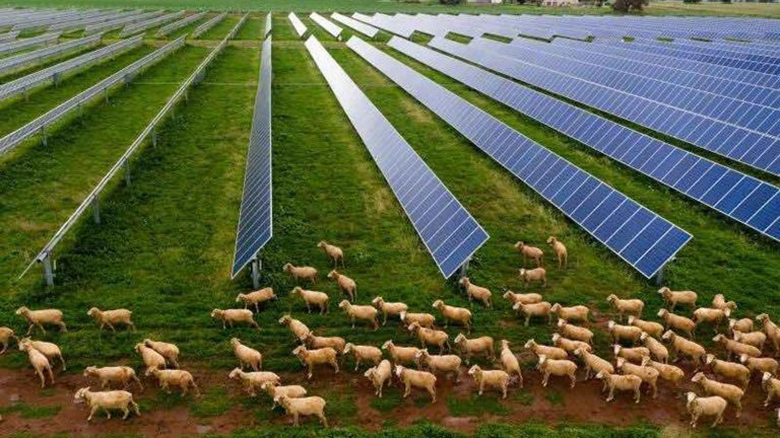 Neoen Begins Construction on 440 MWp Culcairn Solar Project in NSW with ...