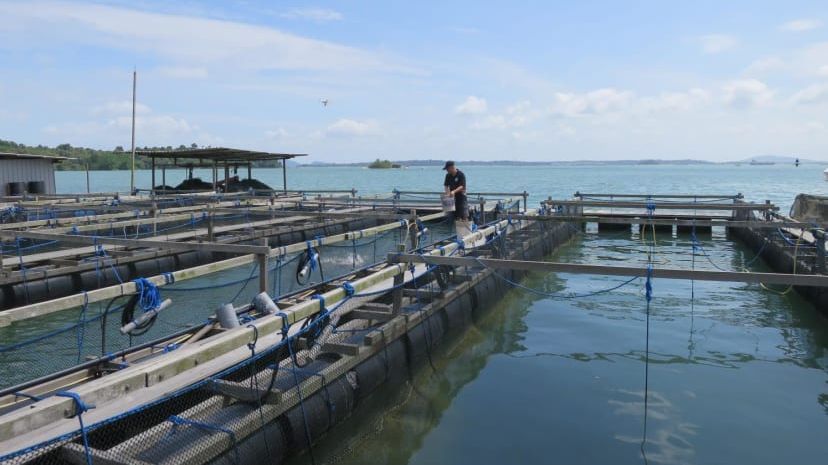 IN FOCUS: As aquaculture booms, what role can small fish farms play in ...