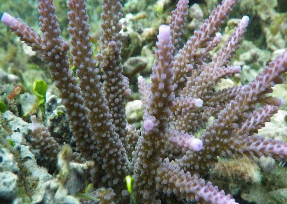 CMA CGM Group and Endangered Species International to expand Live Coral ...